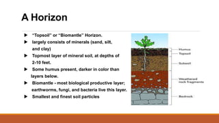Soil profile & horizonation | PPTX