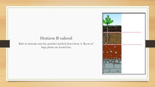 Soil profile | PPTX | Geology | Science