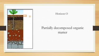 Soil profile | PPTX | Geology | Science