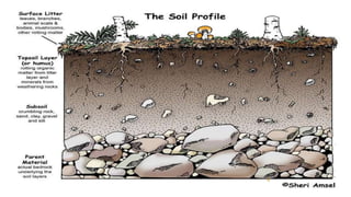 Study Soil profile ppt | PPTX
