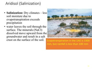 Soil Profiles/Soil Horizons.ppt