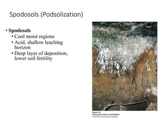 Soil Profiles/Soil Horizons.ppt
