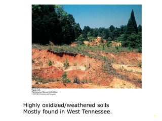 Soil Profiles/Soil Horizons.ppt