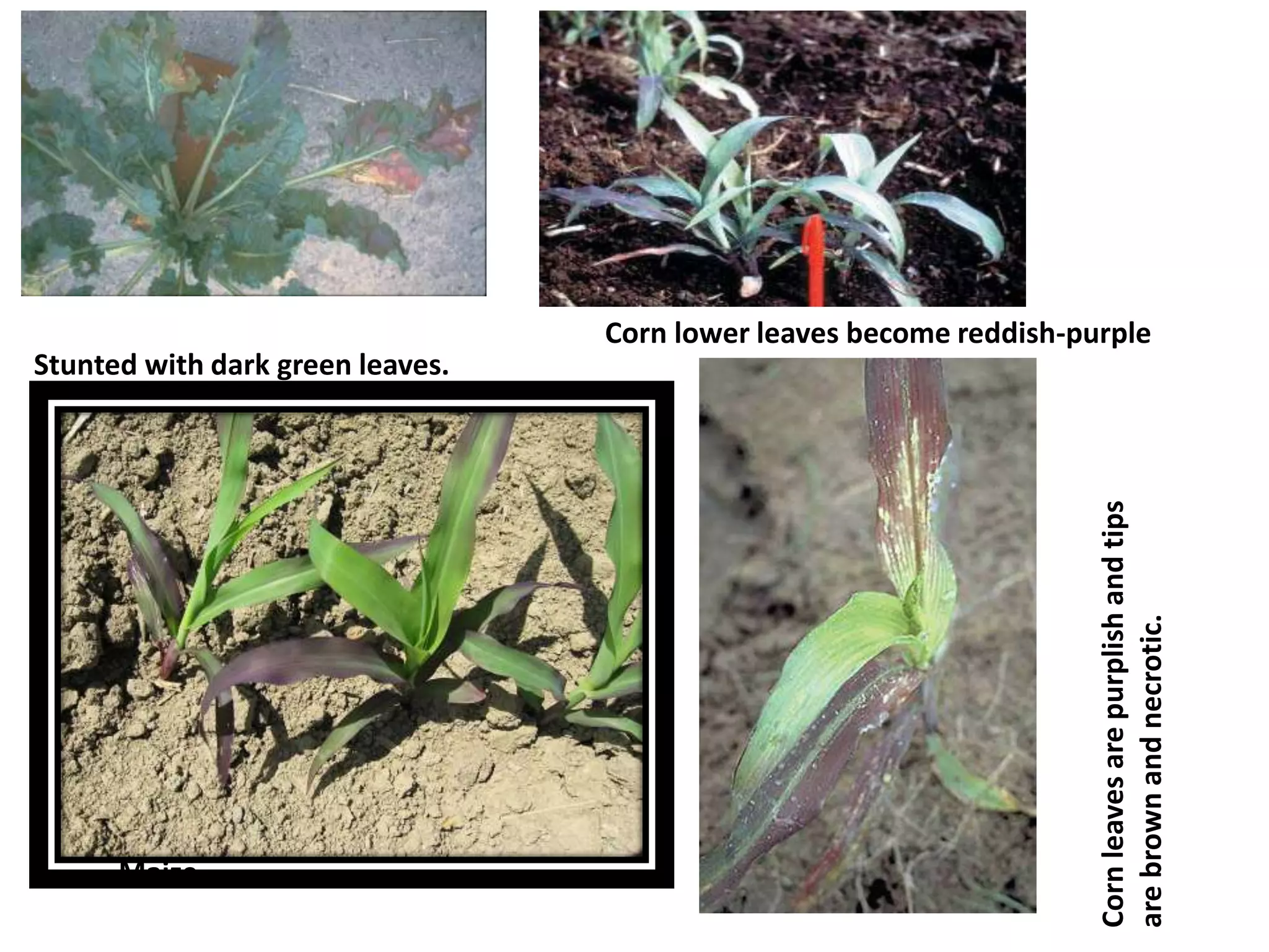 Soils 502 lecture no. 1 11 Soil Fertility Essential Nutrients Functions ...