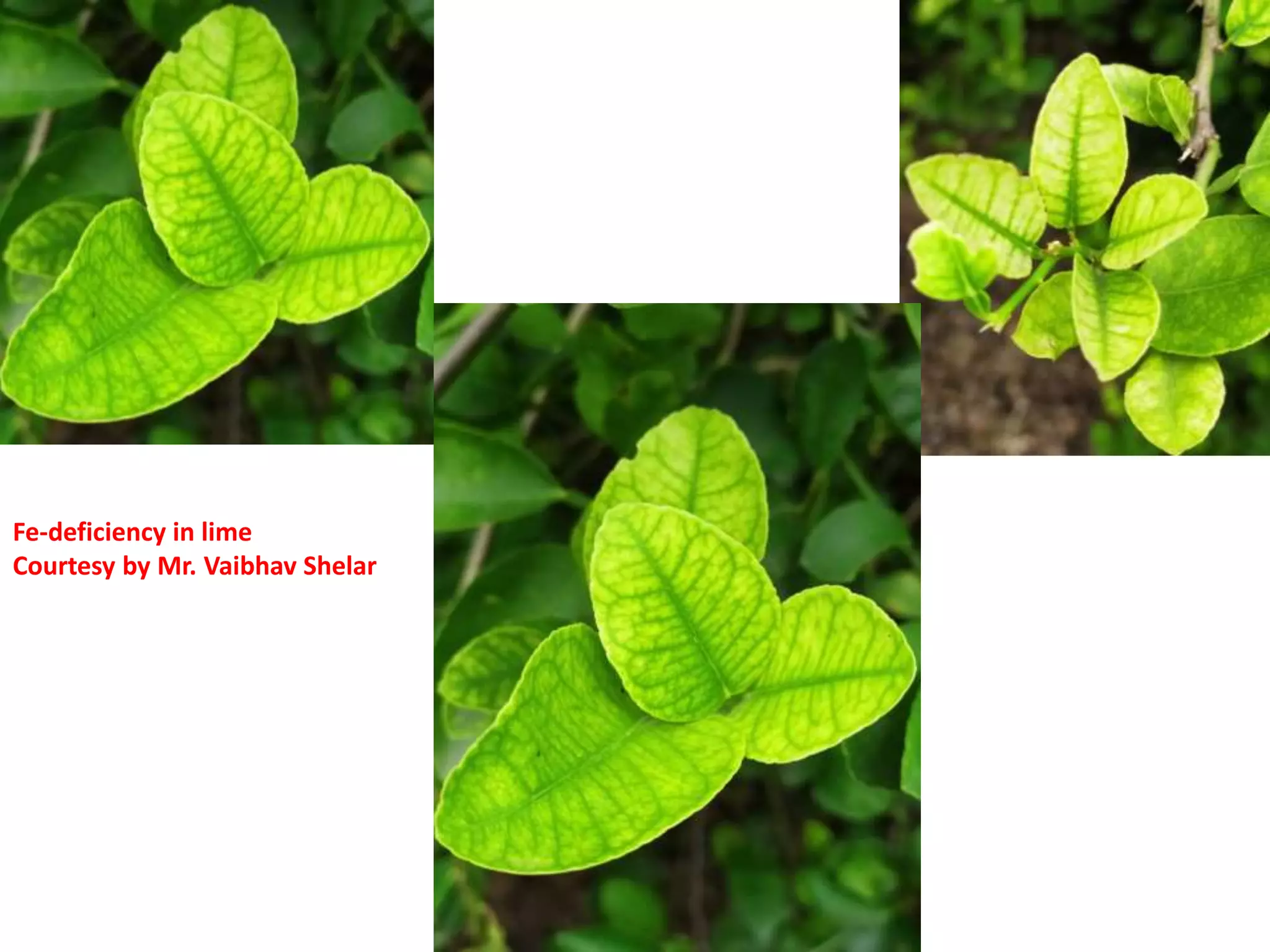 Soils 502 lecture no. 1 11 Soil Fertility Essential Nutrients Functions ...