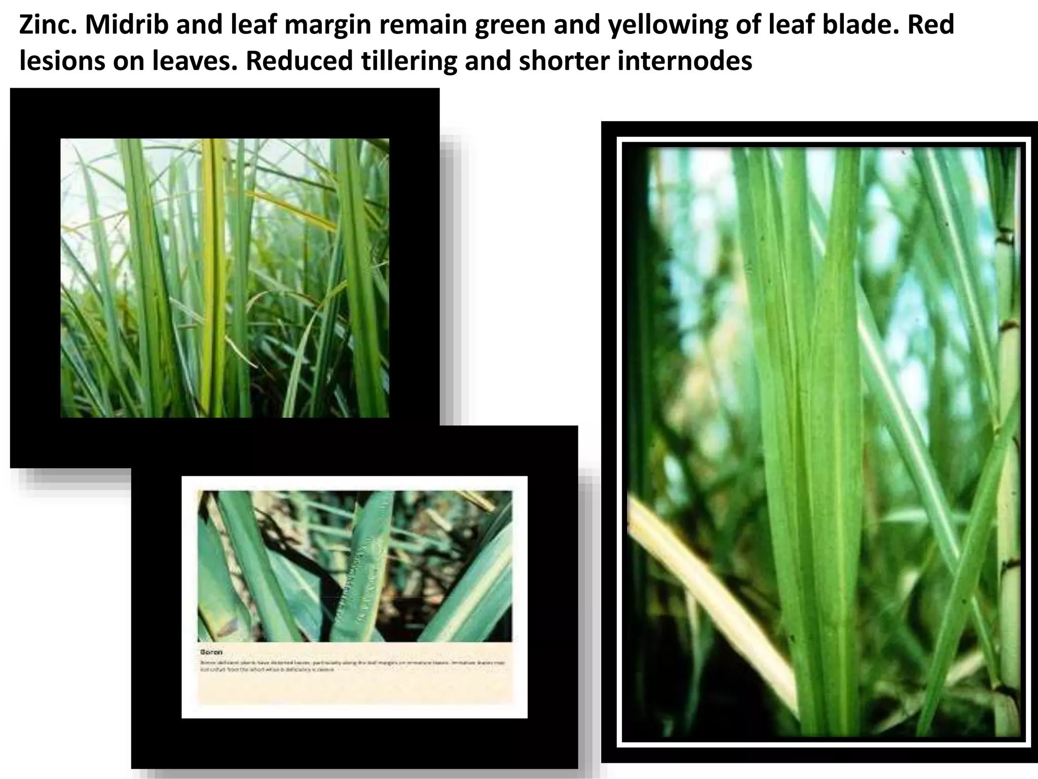 Soils 502 lecture no. 1 11 Soil Fertility Essential Nutrients Functions ...