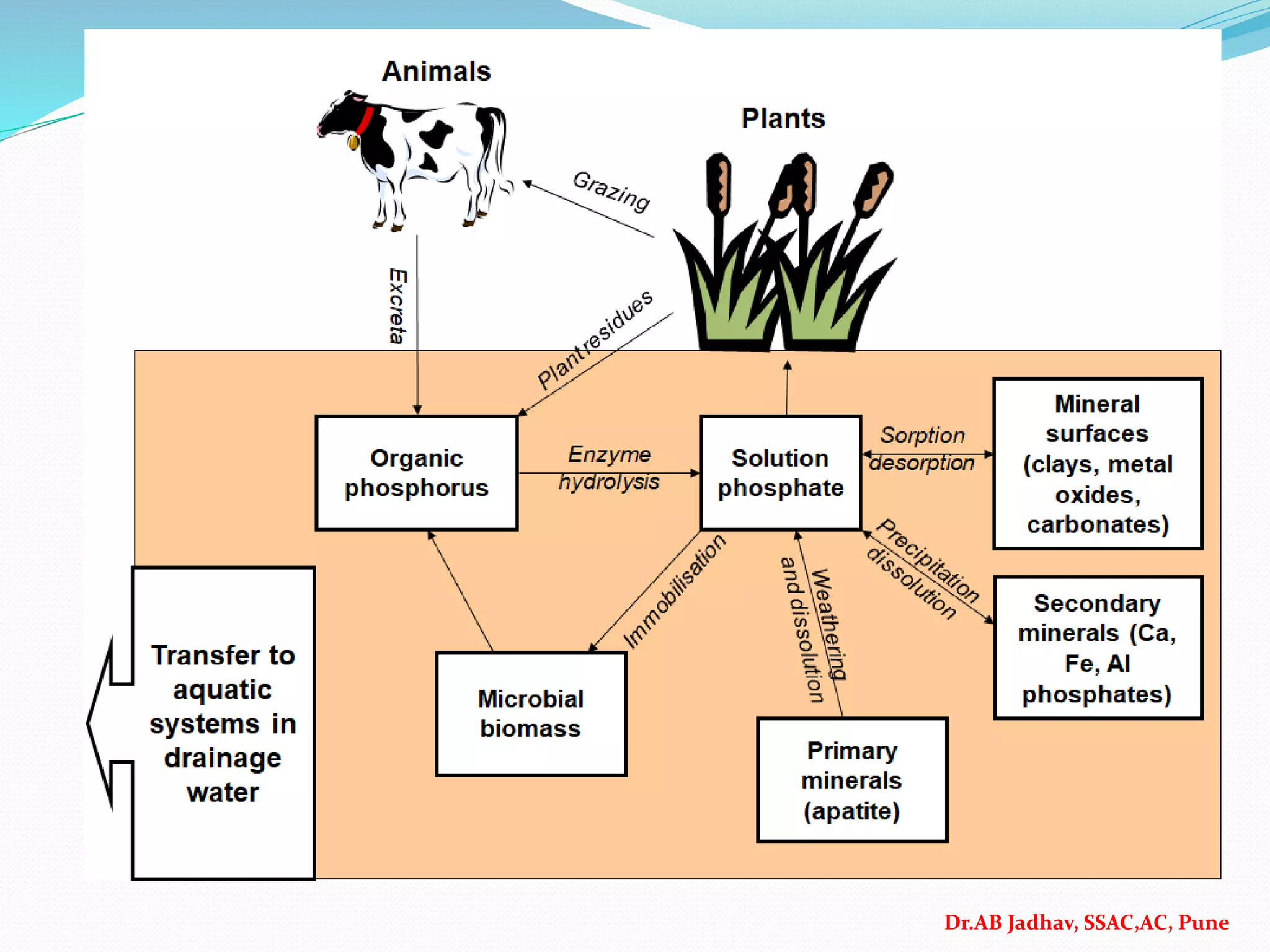 Soils 502 lecture no 18 22 phosphorus | PPTX