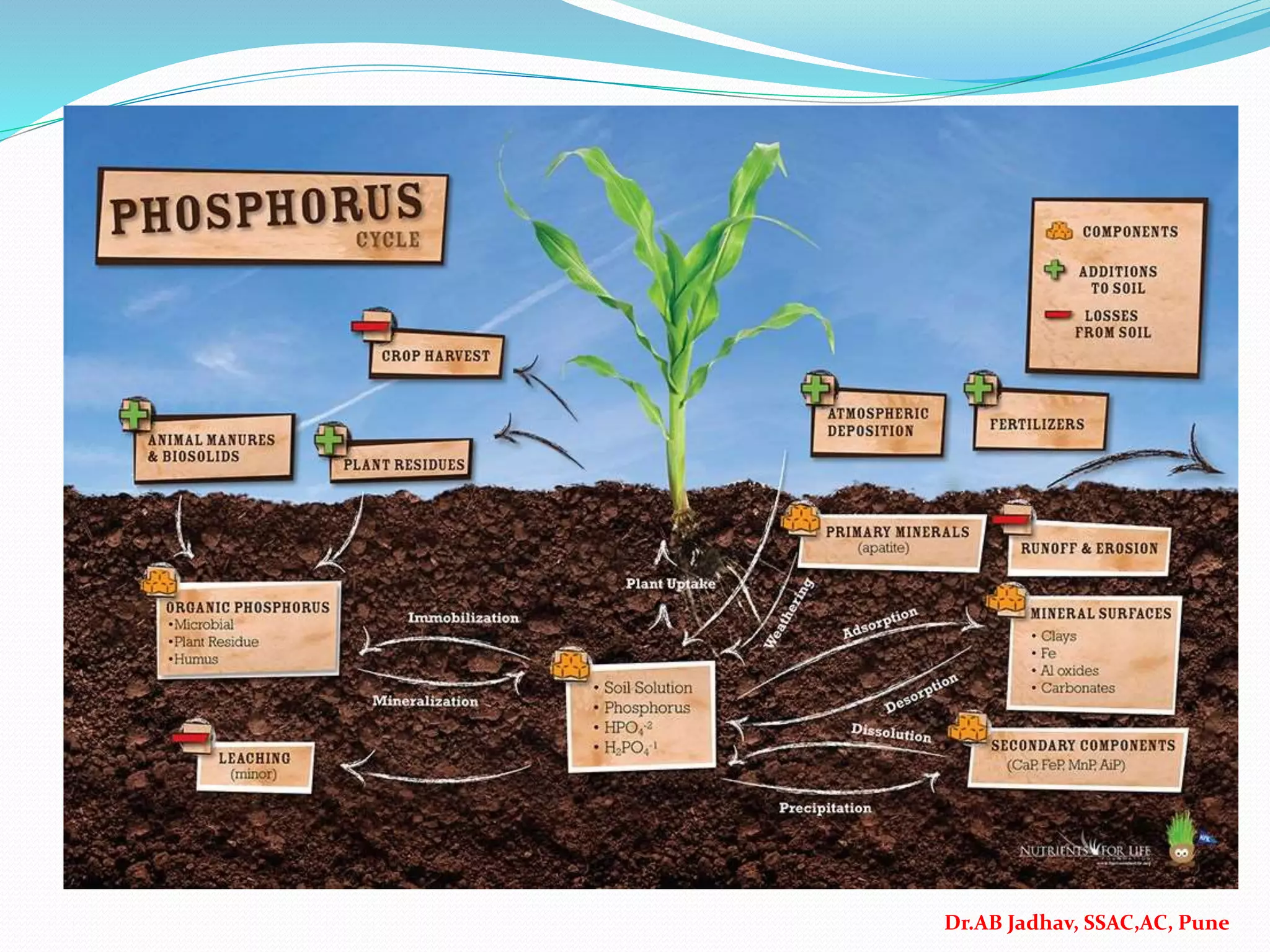 Soils 502 lecture no 18 22 phosphorus | PPTX