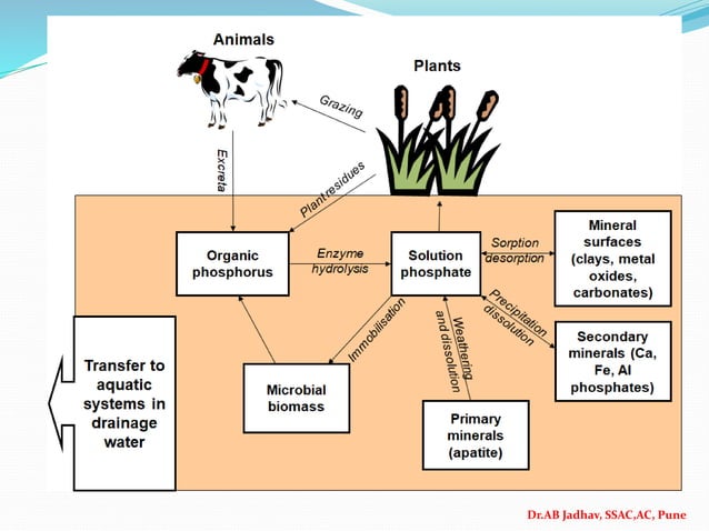 Soils 502 lecture no 18 22 phosphorus | PPTX