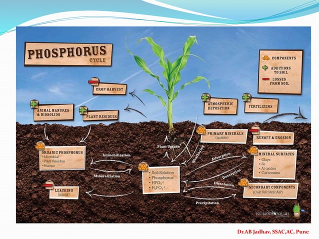 Soils 502 lecture no 18 22 phosphorus | PPTX
