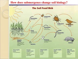 Submerged Soils and it characters and factors effect it | PPT | Science