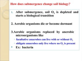 Submerged Soils and it characters and factors effect it | PPT | Science