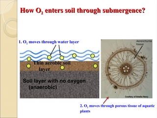 Submerged Soils and it characters and factors effect it | PPT | Science