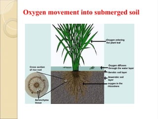 Submerged Soils and it characters and factors effect it | PPT