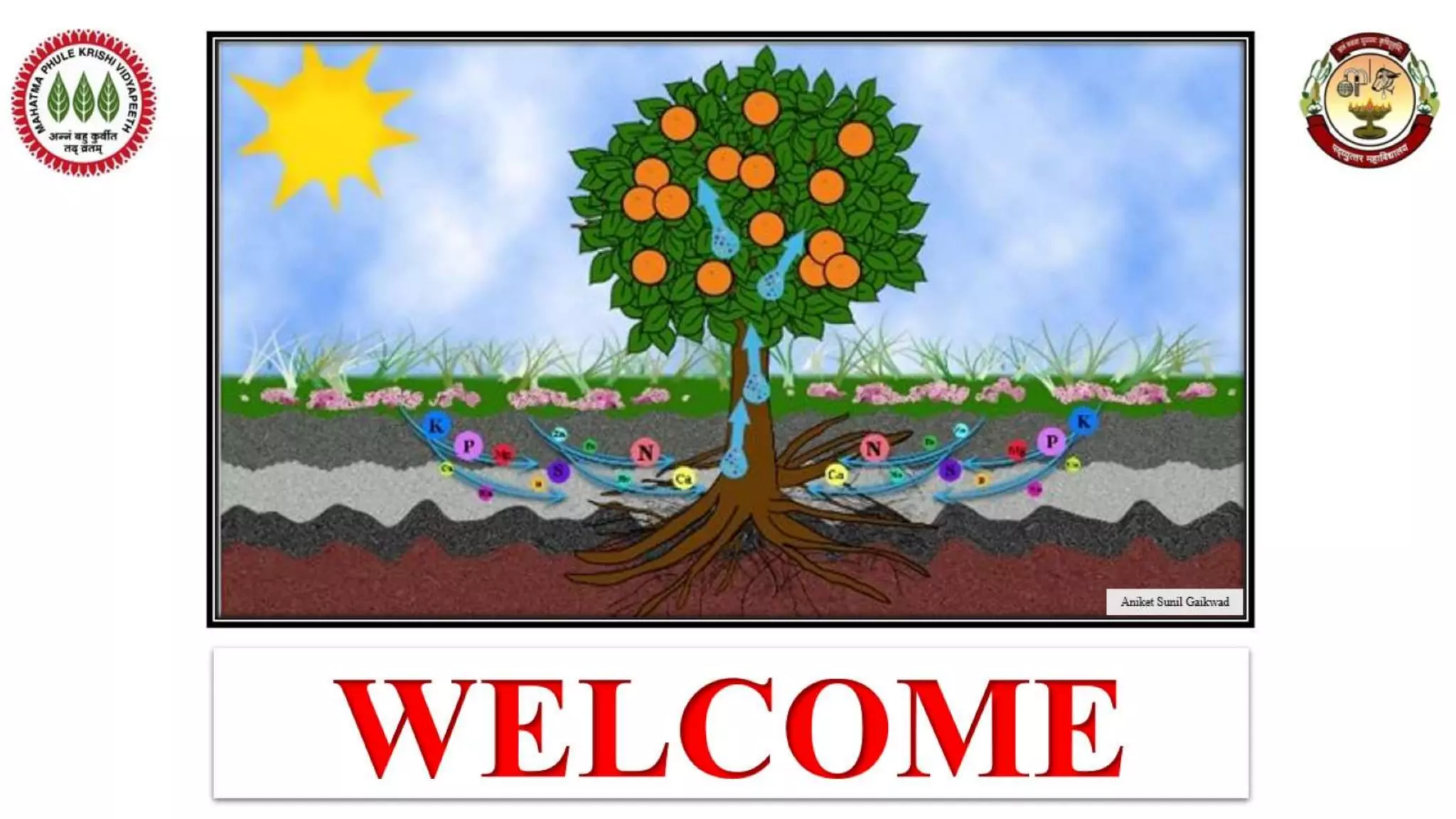 NUTRIENT MOVEMENT IN SOILS AND NUTRIENT ABSORPTION BY PLANTS | PPTX