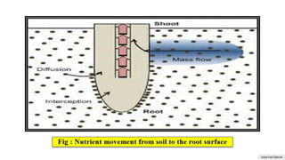 NUTRIENT MOVEMENT IN SOILS AND NUTRIENT ABSORPTION BY PLANTS | PPTX