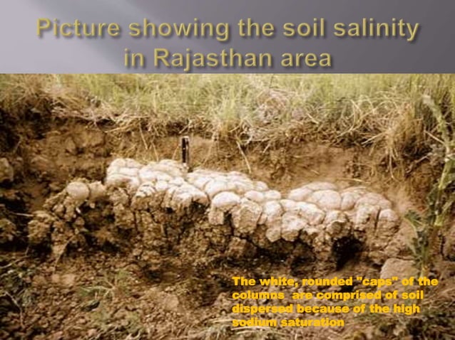 Soil Salinity in India | PPTX | Gardening | Home & Garden