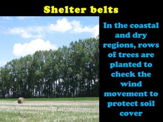 Soils | PPT