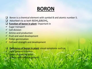 ESSENTIALITY OF BORON IN PLANT GROWTH NUTRIENT MANAGEMENT | PPTX