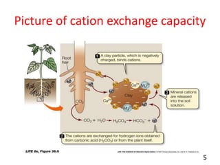 Soil Chemical Property and Fertility | PPT