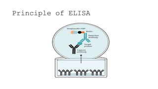 ELISA (Enzyme linked immunosorbent Assay | PPT