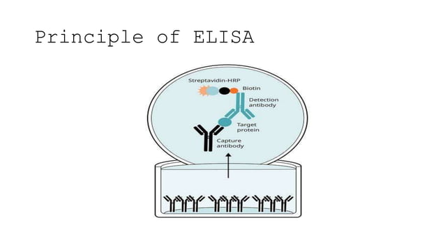 ELISA (Enzyme linked immunosorbent Assay | PPT