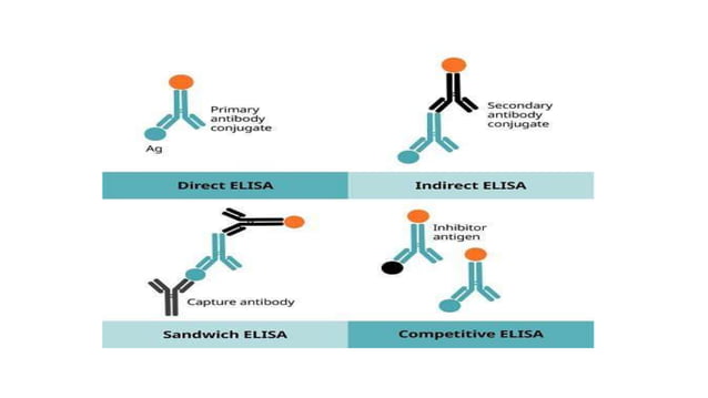 ELISA (Enzyme linked immunosorbent Assay | PPT