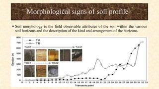 Soil sciences | PPT