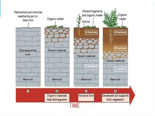Soils - Geoecology