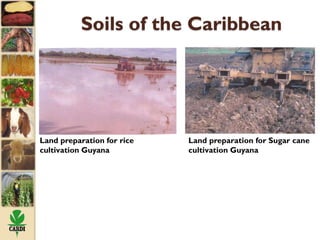 Status of soil resources in the Caribbean and experiences of its ...