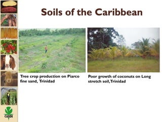 Status of soil resources in the Caribbean and experiences of its ...
