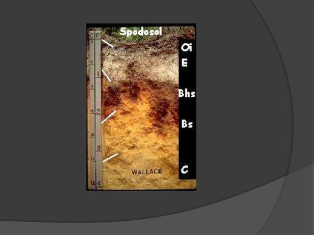 SOILS ppt.ppt | Agriculture | Industries