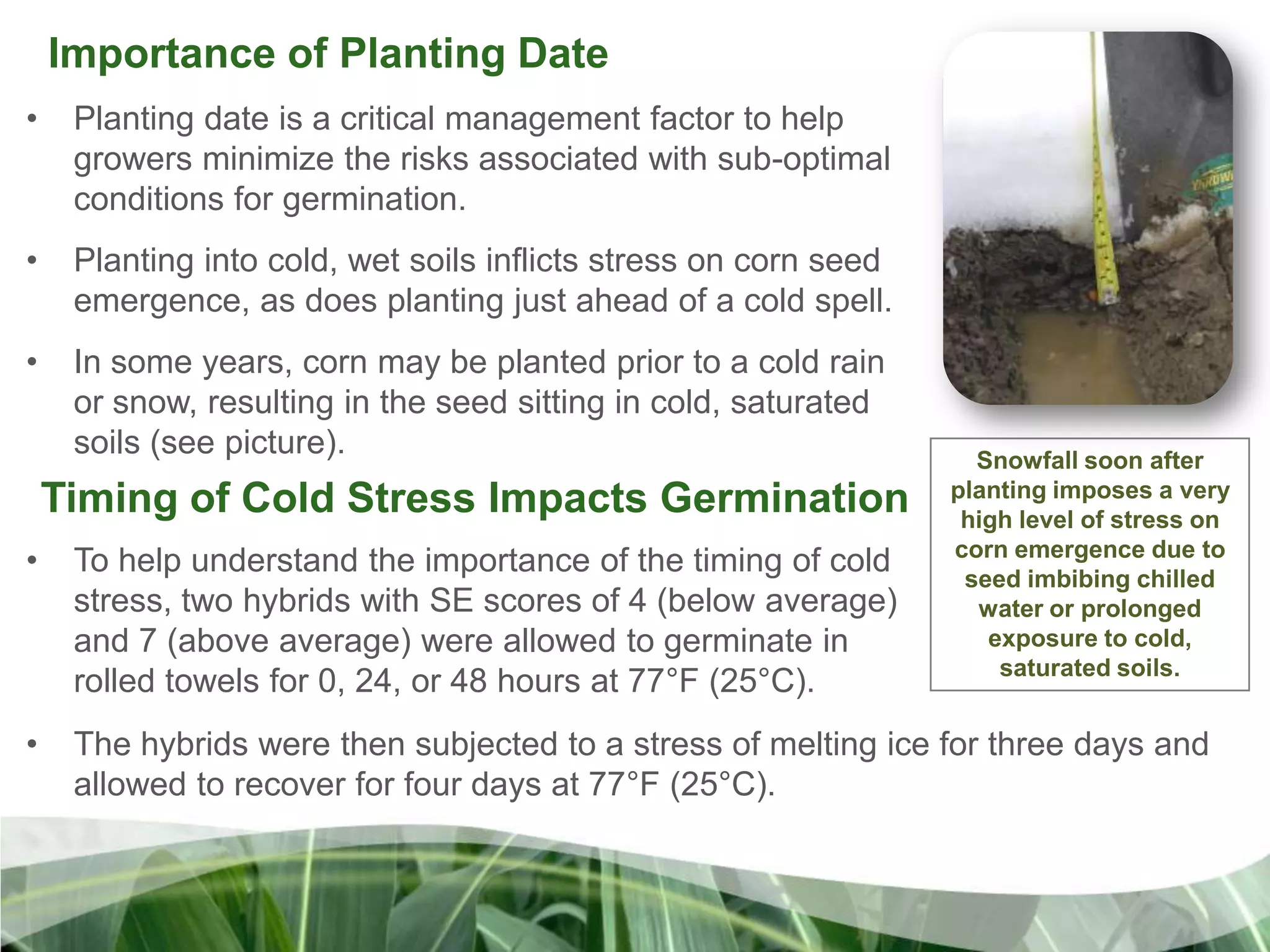 Soil Temperature & Corn Emergence | PPTX