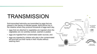 SOIL TRANSMITTED HELMINTH INFECTIONS.pptx