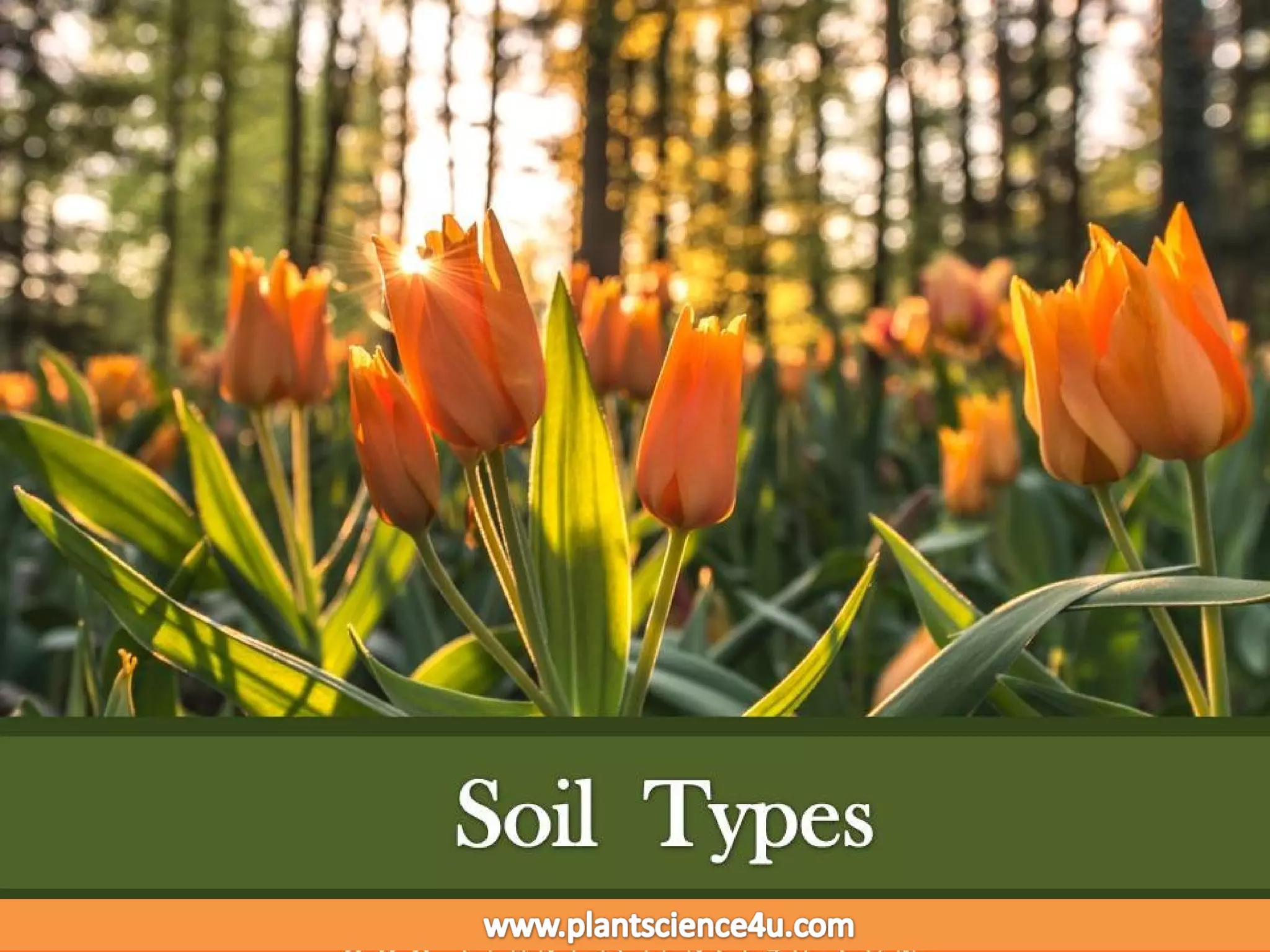 Soil Types | PPT