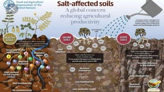 SOILTYPES it's all type parts and eg characters | PPTX