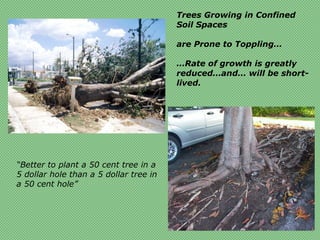 Soil Volume Structural Soils (Socash) 2008 Sept Miami Dade Ciab | PPT