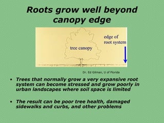 Soil Volume Structural Soils (Socash) 2008 Sept Miami Dade Ciab | PPT
