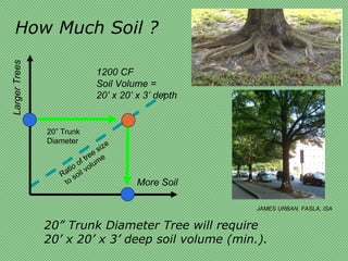 Soil Volume Structural Soils (Socash) 2008 Sept Miami Dade Ciab | PPT