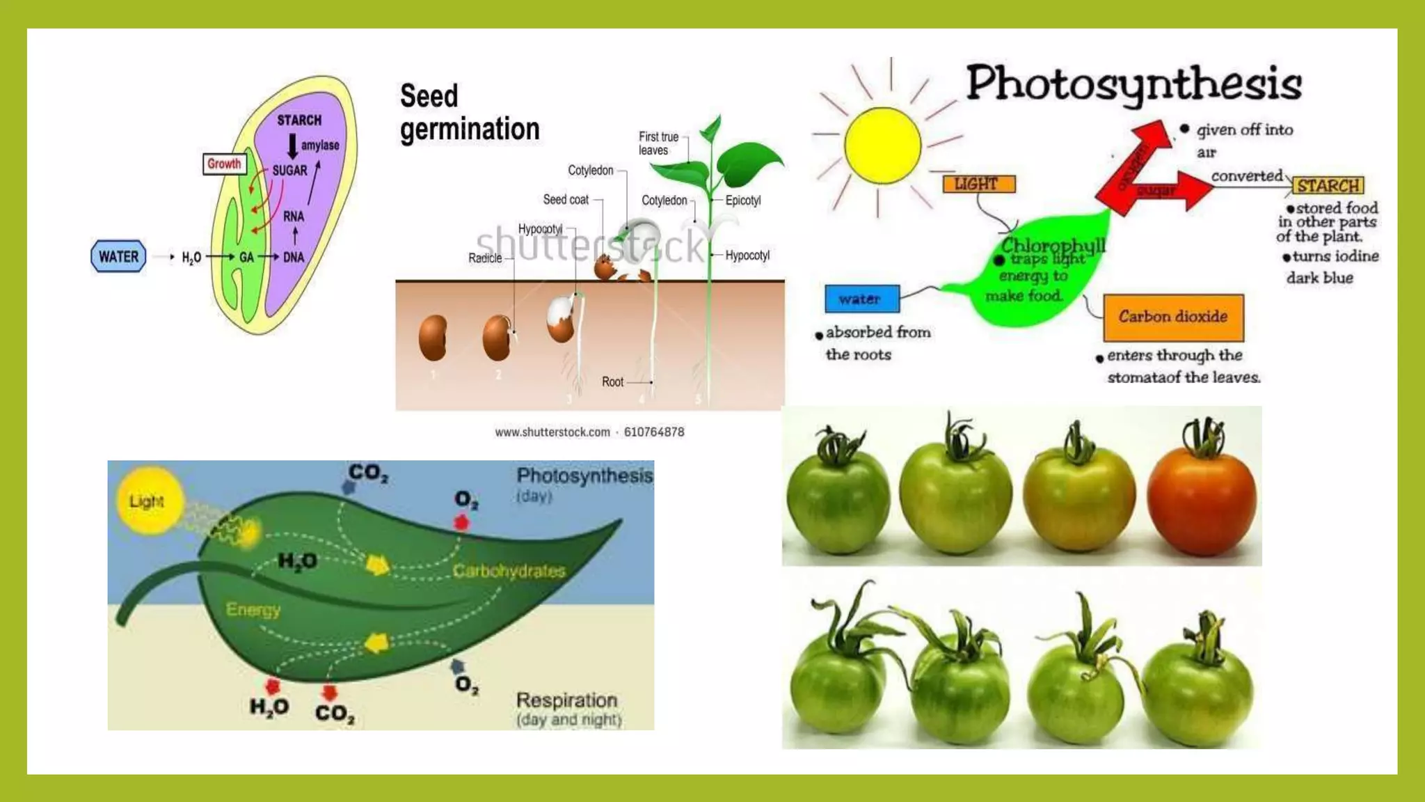 Soil water plant relationship | PPTX