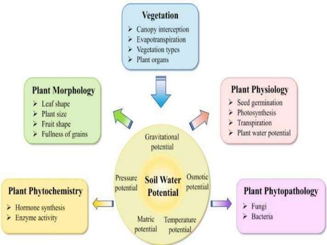 Soil water potential and its components.pptx | Chemistry | Science