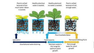 Soil water relations | PPTX