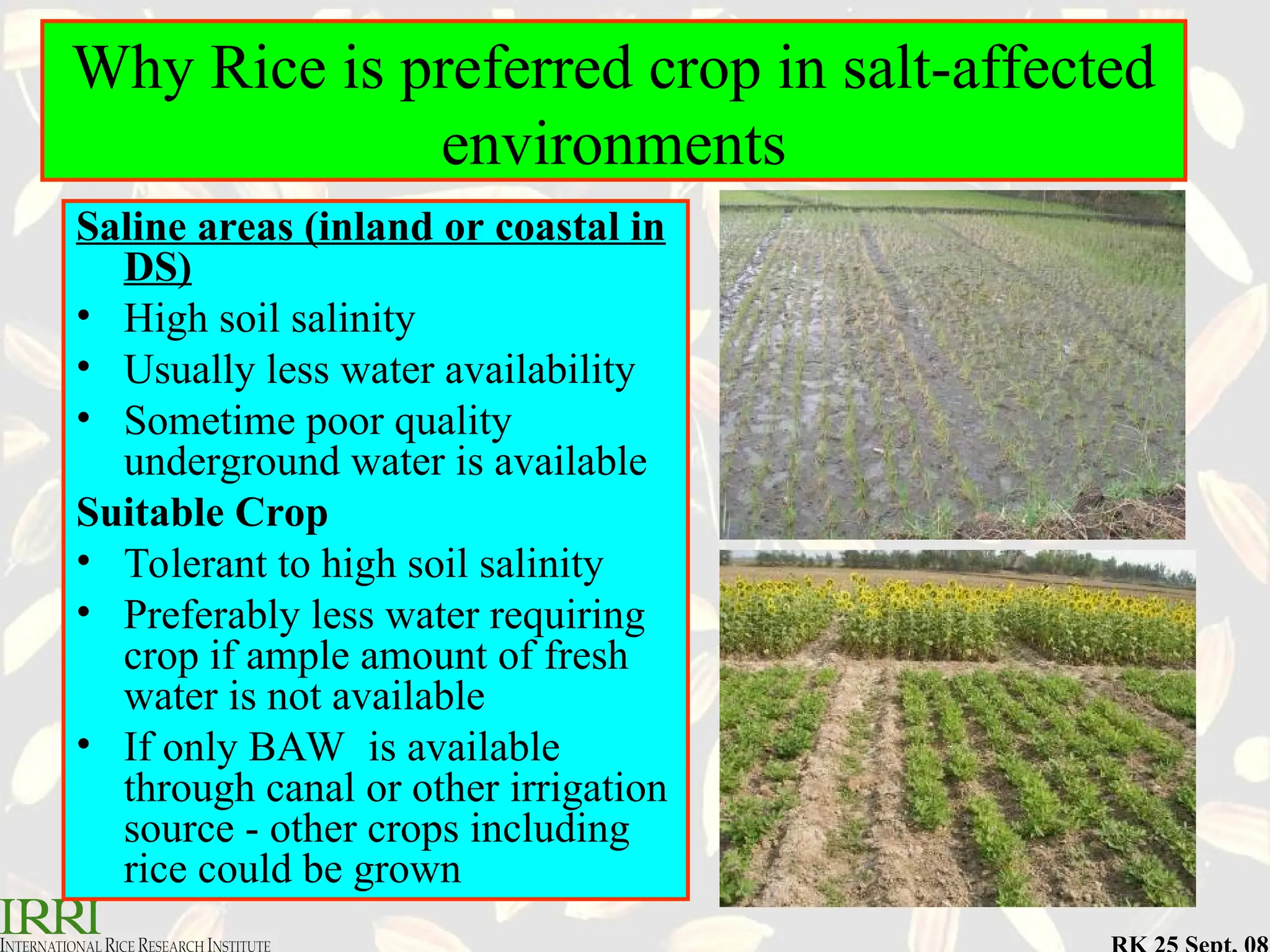 SOIL Where rice and salt live together.ppt