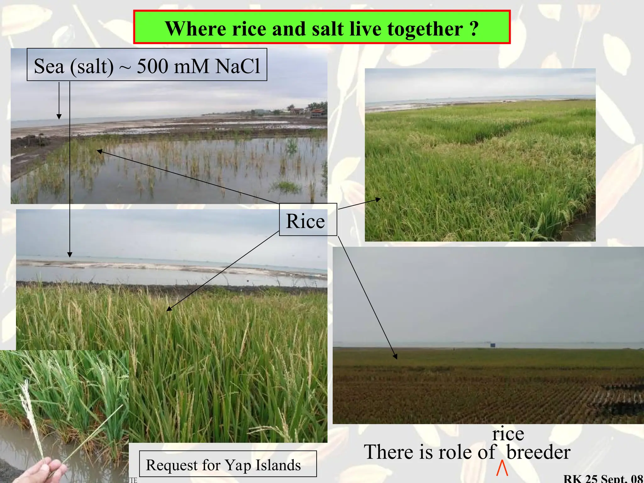 SOIL Where rice and salt live together.ppt
