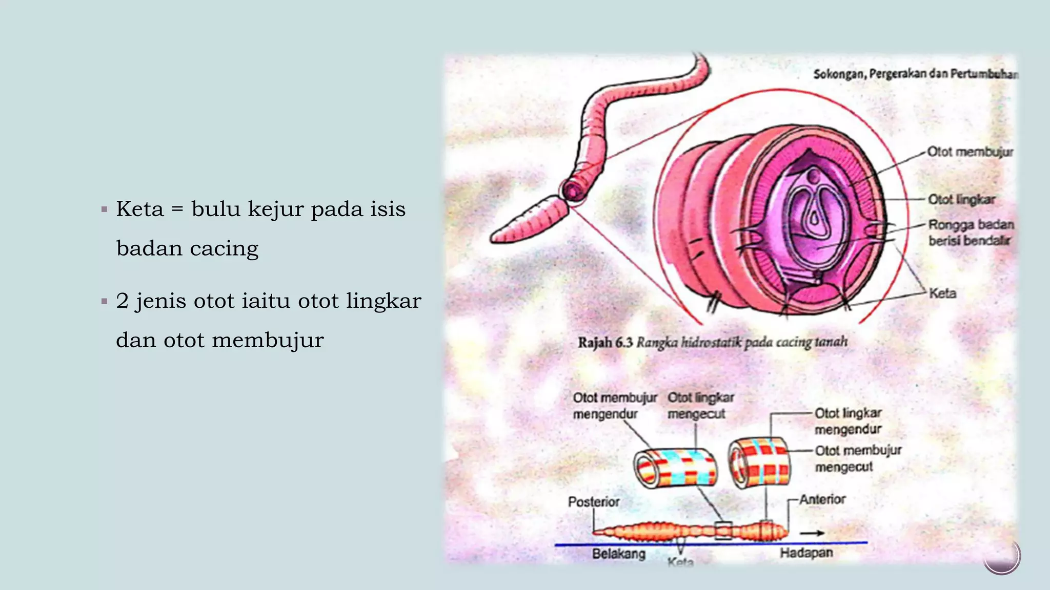BAB 6 Sokongan , Pergerakan dan pertumbuhan | PDF