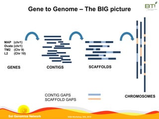 Tomato Genome Build SL3.0 | PDF
