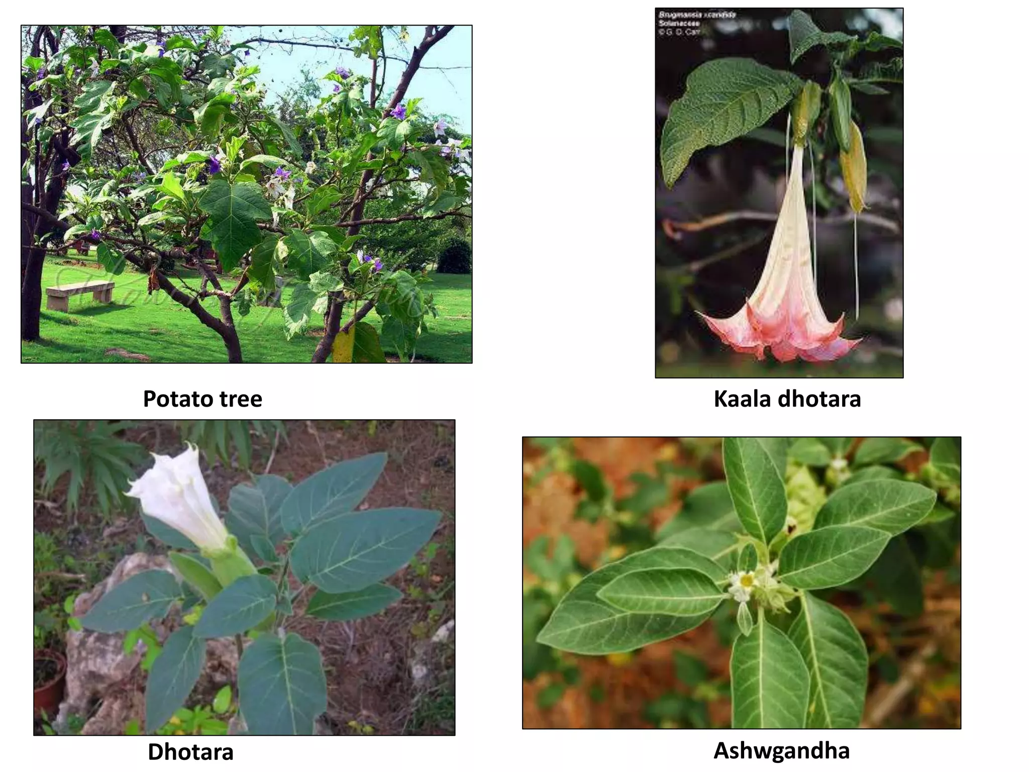 Solanaceae | PPTX