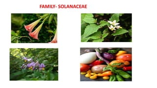 Solanaceae | PPTX