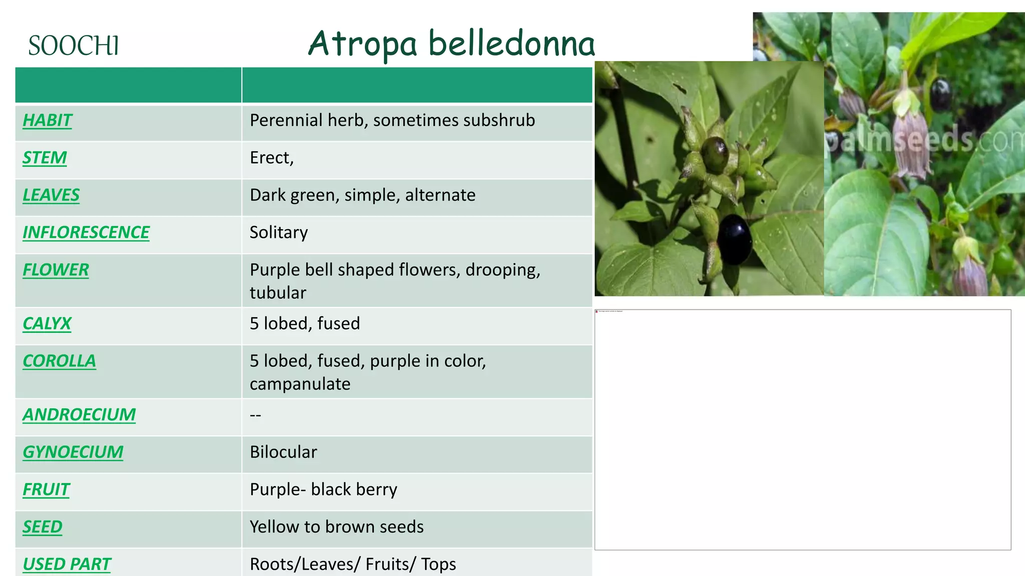 Solanaceae.pptx