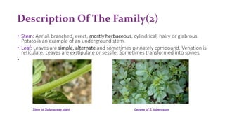 Solanaceae.pptx